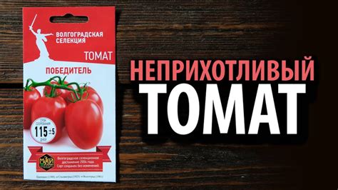 Семена томата Победитель 🍅 Неприхотливый томат! - YouTube