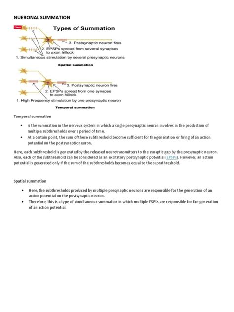Neuronal Integration And Curcuits Pdf Chemical Synapse Excitatory
