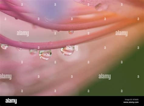 Surprise Lily Hi Res Stock Photography And Images Alamy