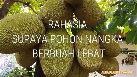 RAHASIA SUPAYA POHON NANGKA BERBUAH LEBAT - YouTube