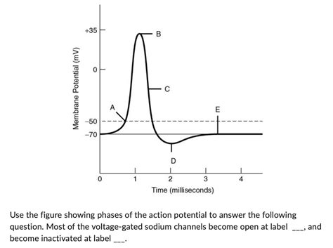 Answered Membrane Potential Mv 35 O 50 70 0 Bartleby