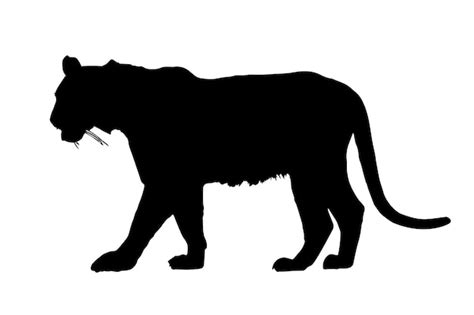 호랑이 실루엣 흰색 배경 벡터 일러스트 레이 션에 고립 프리미엄 벡터