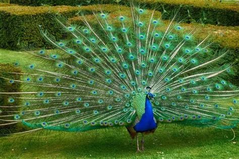 Sexual Dimorphism In The Animal Kingdom Nature Roamer