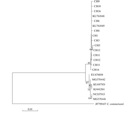 Nj The Phylogenetic Tree Of Nucleotide Sequences Of The Mtdna Cytb Gene