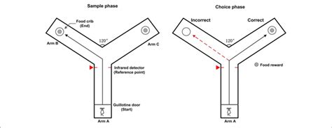 Diagram Of Rat Working Memory Task On A Y Maze The Y Maze Apparatus