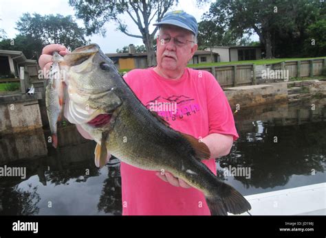 Giant Largemouth Bass Grow Big In Floridas St Johns River And