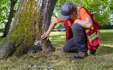 Is This Tree Healthy Comox Valley