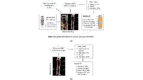 Motor Control After Human Sci Through Activation Of Muscle Synergies