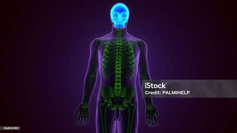인간 해골 두개골 정면 뼈 해부학 용 의료 개념 3d 일러스트 0명에 대한 스톡 사진 및 기타 이미지 0명 3차원 형태 건강관리와 의술 Istock
