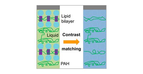 Location Of Polyelectrolytes In Swollen Lipid Oligobilayers Langmuir