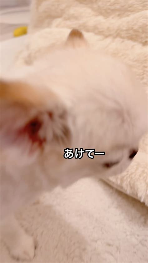 うにちゃん＆えびちゃん 先日のおさんぽ前の動画☺️ これは毎回なんだけど ハーネス付けようとしたら走ってゴロンしてヤダヤダする🤭 でも