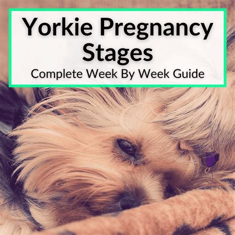 Yorkie Pregnancy Stages Complete Week By Week Guide