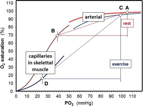 Effects Of Exercise On Hb O2 Affinity Shifts Of The O2 Dissociation