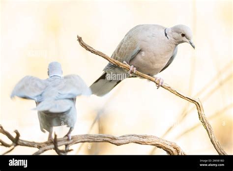From Below Of Streptopelia Decaocto Birds With Gray Plumage Sitting On Thin Tree Branch Against