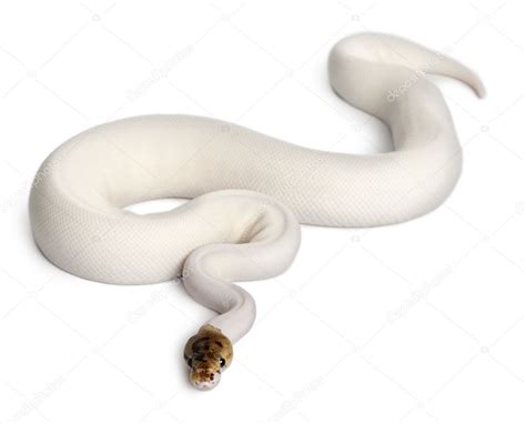 Female Pied Spider Royal Python Ball Python Python Regius 18 Months