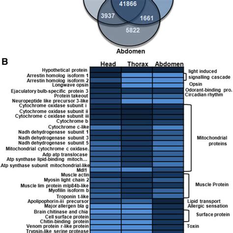 Summary Of Transcriptome Expression Analysis A Overlap Of The Head