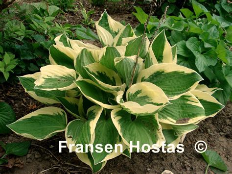 Hosta Minuteman — Хоста Minuteman — Садовые неприхотливые многолетники ...