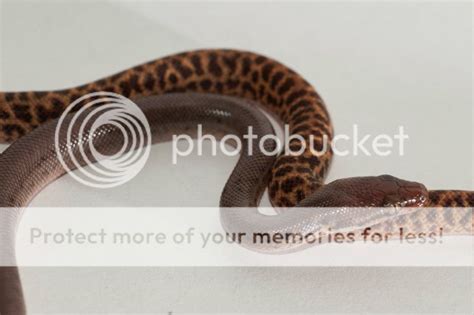 Pygmy Pythons Aussie Pythons And Snakes Forum Pygmy Pythons Aussie Pythons And Snakes Forum