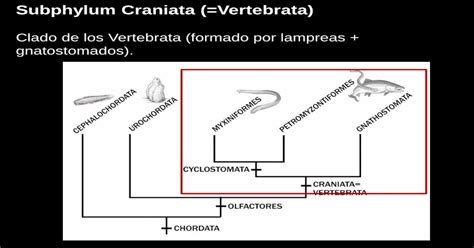 Subphylum Craniata Vertebrata Ar · Subphylum