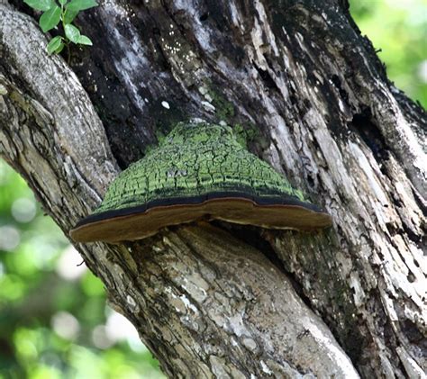 Phellinus Sp Photo Tom Murray Photos At