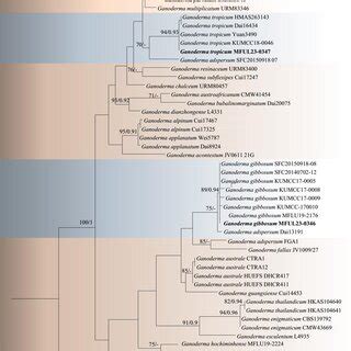 Phylogram Generated From The Maximum Likelihood ML Analysis Based Download Scientific Diagram