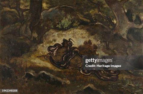 Python Crushing A Gnu Circa 1850s 1860s The Setting Is The Forest News Photo Getty Images
