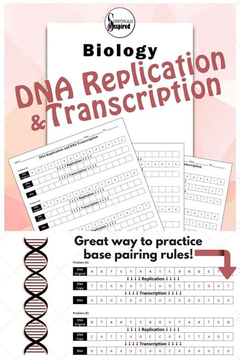 dna replication labeling worksheet answer key