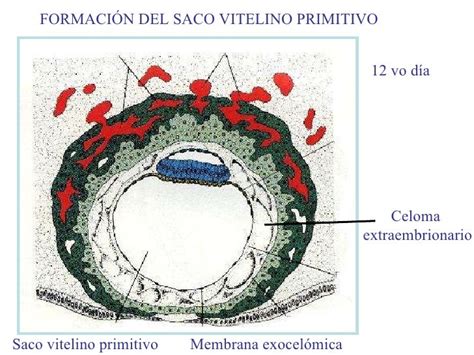 Glosario Embriologia