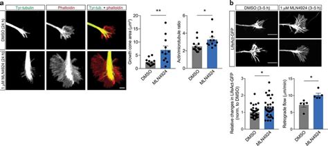 Regulation Of The Neuronal Actin Cytoskeleton By Neddylation A Download Scientific Diagram
