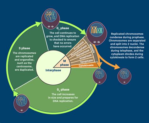 Phases Of Cell Cycle Cell Cycle Regulation
