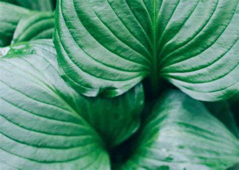 Types Of Hostas Exploring The World Of These Shade Loving Beauties