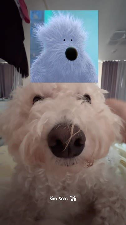 코에 벌 쏘인 포비 붓기 Youtube