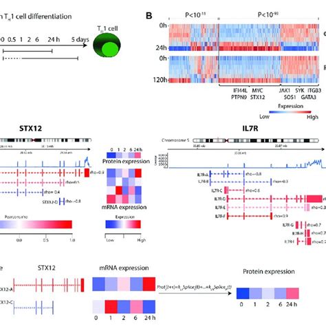 Rna Seq And Mass Spectrometry Analysis Of T H 1 Differentiation Download Scientific Diagram