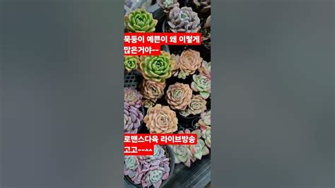 묵은둥이 예쁜이가 너무많아요 오늘 득템 잡아가세용 Youtube