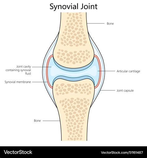 Synovial Joint Structure Diagram Medical Science Vector Image