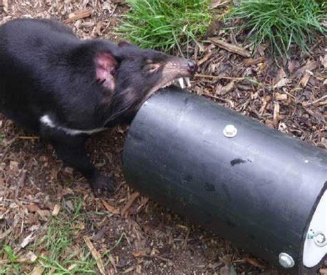 Taming The Wild Tassie Devil With Aussie Dog Enrichment Toys Aussie