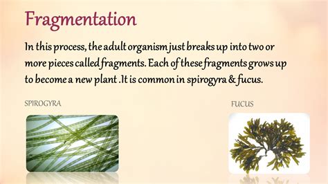 Reproduction In Plants Presentation Biology