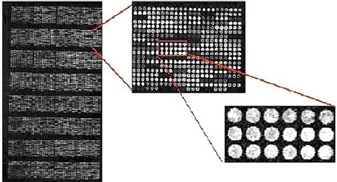 Arrayit Hybit Microarray Hybridization Solution 1 Ml Of 1 25x