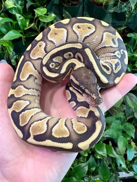 Ball Python Interactive Class The Viv Bozeman 10 March 2024 Allevents