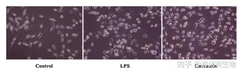 细胞学堂 Bv2细胞形态大变样，如何“力挽狂澜”？ 知乎