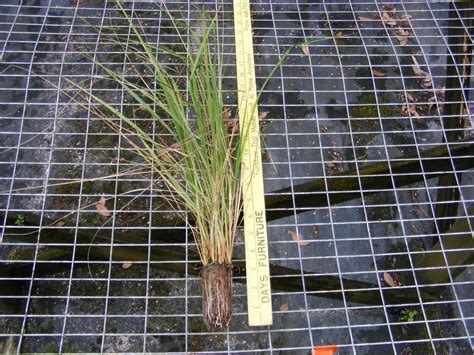 Seedlings Urban Forestry Services