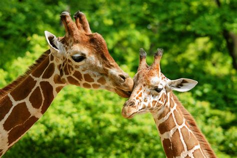 26 Interesting Facts About Giraffes ᐈ 💡 Millionfacts 🌵