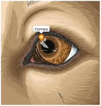 Cornea Vet Anatomy Imaios