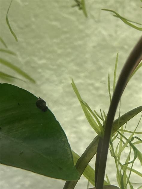 Snail Identification Raquaticsnails