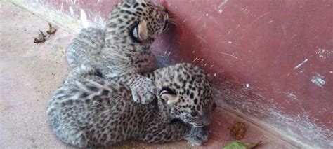 මවගෙන් අතරමංවු කඳුකර කොටි පැටවුන් දෙදෙනෙකු සොයා ගැනේ Lnw Sinhala