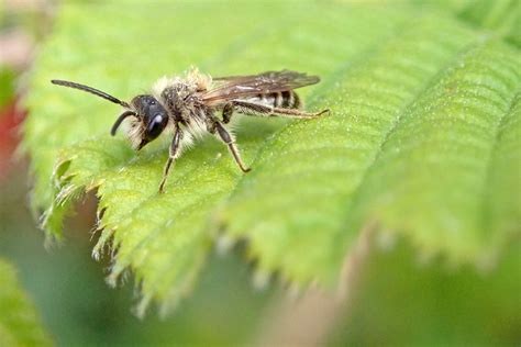 Mining Bees Earthstar