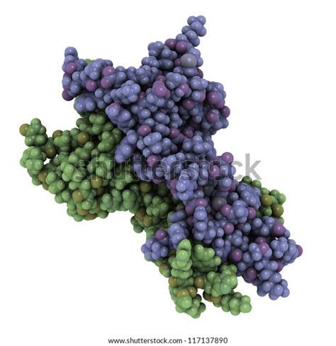 Nerve Growth Factor Ngf Protein Molecule Stock Illustration 117137890 Shutterstock