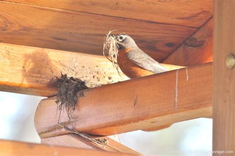 Understanding And Identifying Bird Nests Colorado Virtual Library