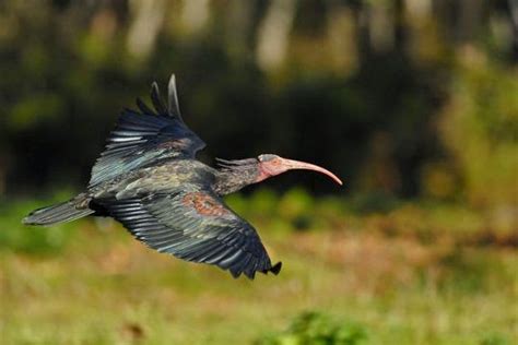 ბუნების დამცველი გადაშენების პირას მყოფი ცხოველები