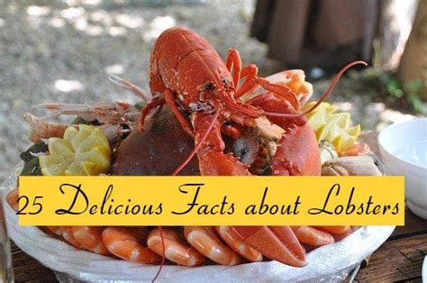 Why lobster is so expensive? All about Lobsters Fishing & Facts - Factins